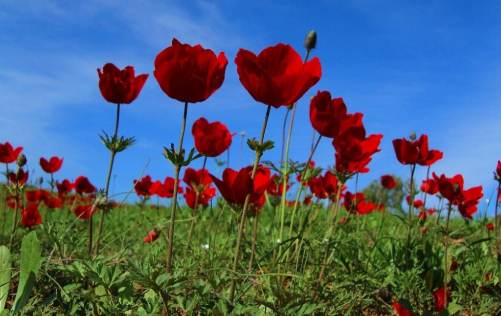 Mientras florecen las anémonas, el sur de Israel se viste de flores ...